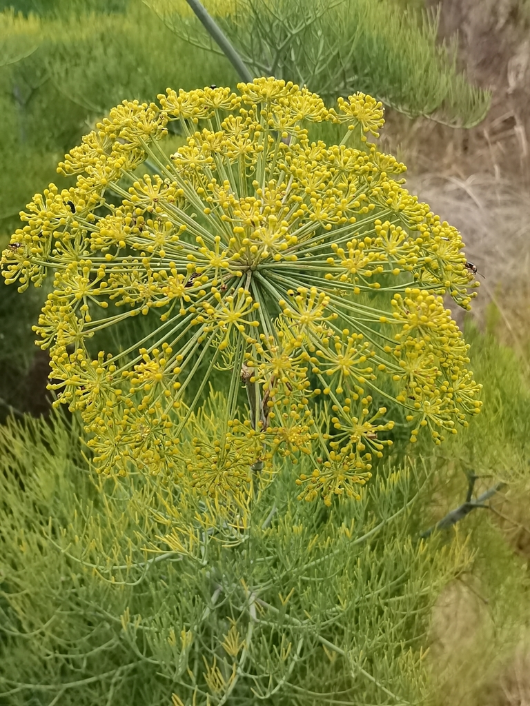 Dill from South Africa on December 12, 2023 at 10:40 AM by takalani ...