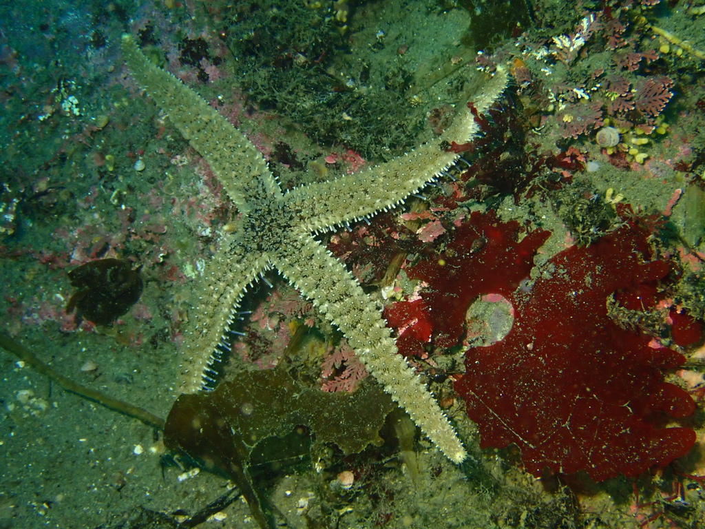 Velcro Star from Sekiu, WA 98381, USA on October 26, 2023 at 10:50 AM ...