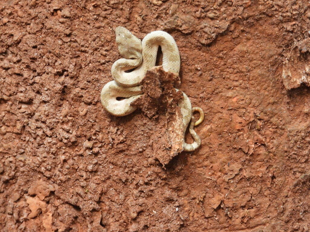 Malabarian Pit Viper from Ganeshgudi, Londa-Dandeli Road, Joida, Taluk ...