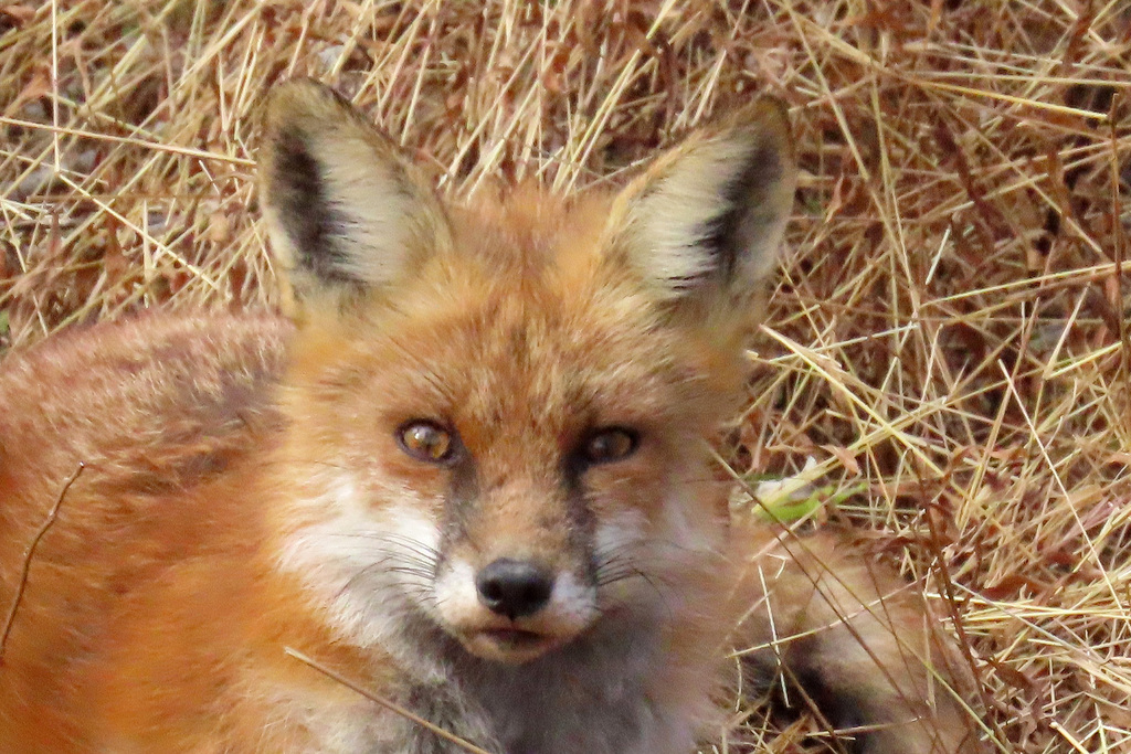 Red Fox from Ellicott City, MD, USA on November 25, 2020 at 11:16 AM by ...