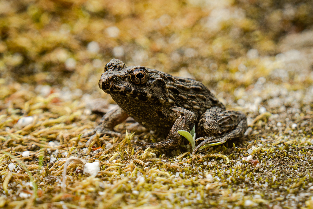 Wrinkled Frog from Sakyo Ward, Kyoto, Japan on May 5, 2023 at 02:50 AM ...
