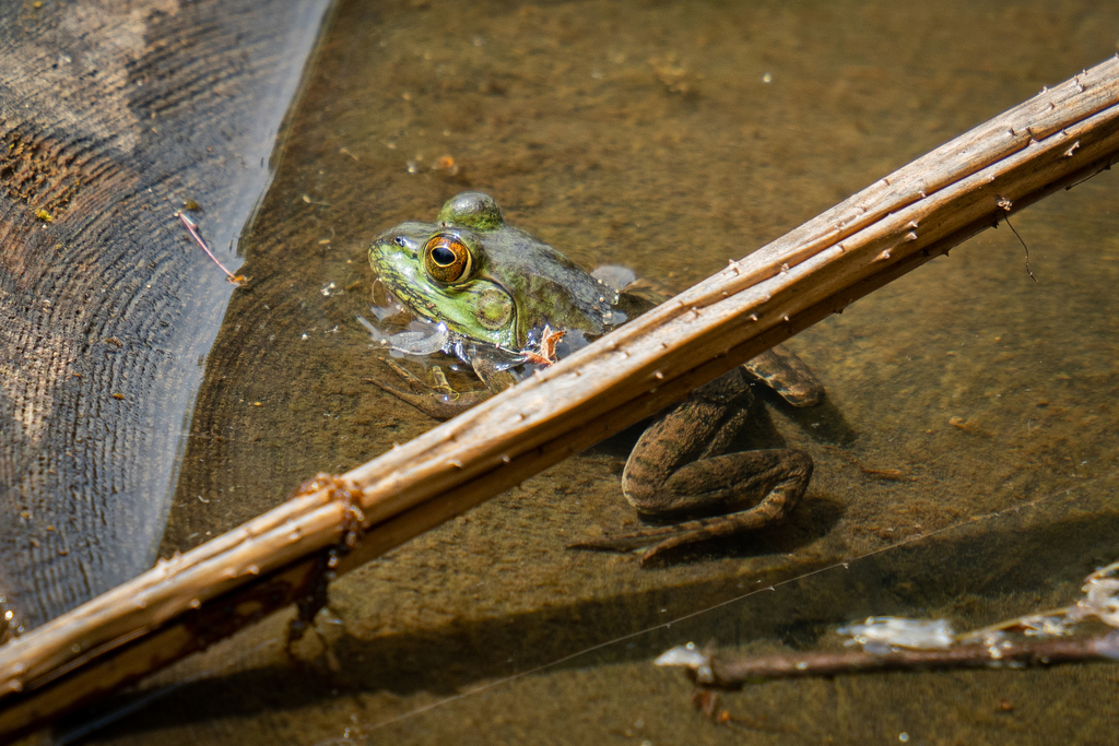 American Bullfrog from Ukyo Ward, Kyoto, Japan on May 3, 2023 at 05:07 ...