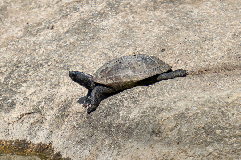 Chinese Pond Turtle from Kamigyo Ward, Kyoto, Japan on May 4, 2023 at ...