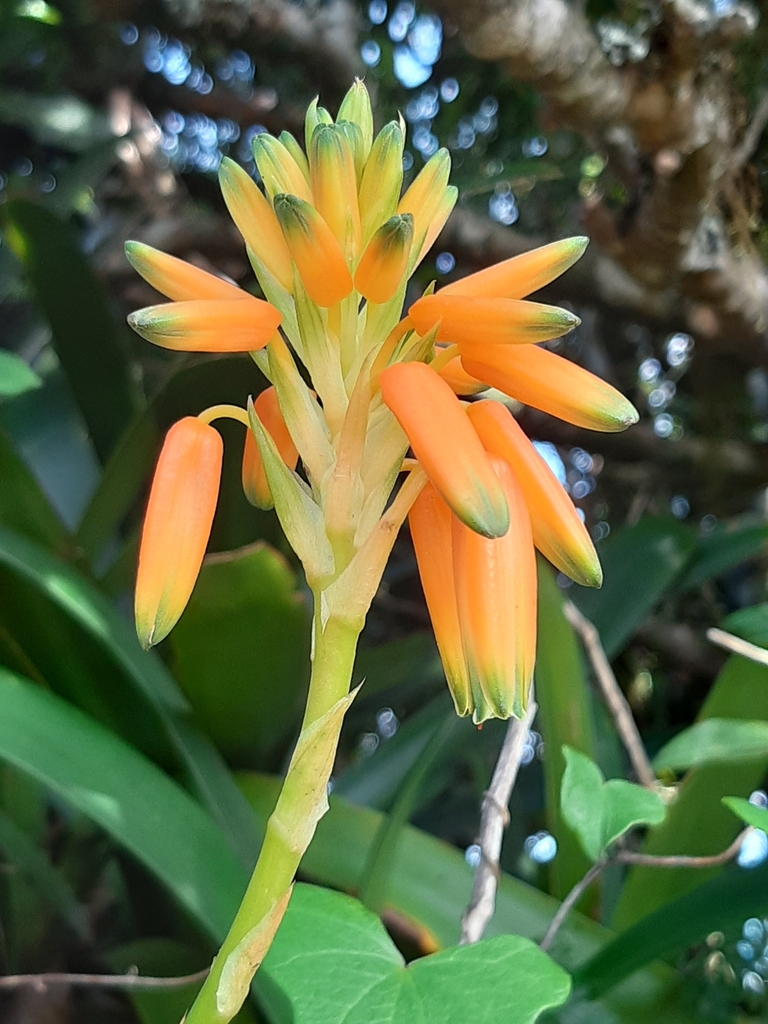 Graskop cliff aloe in December 2023 by Stephen Mallory · iNaturalist