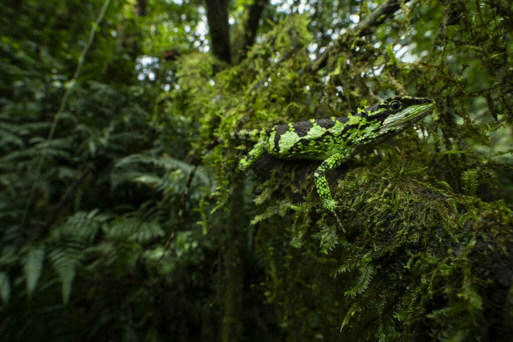 Okinawa Tree Lizard in September 2023 by Kenneth Chin · iNaturalist