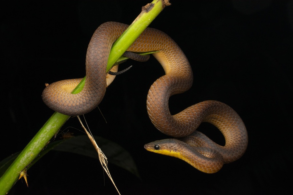 Philippine Shrub Snake from Gingoog City, Misamis Oriental, Philippines ...