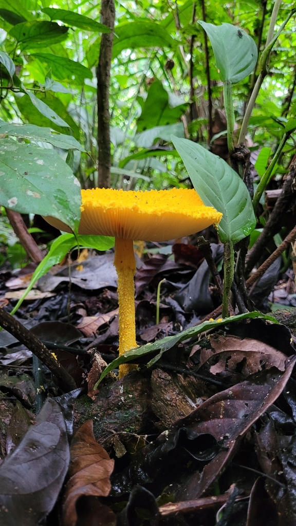 Golden Floccose Lepidella from Limoncocha, Ecuador on December 12, 2023 ...