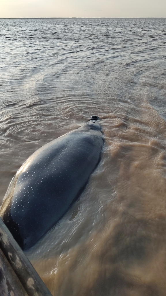 Amazonian Manatee in December 2023 by Julio Cesar Meyer Junior ...