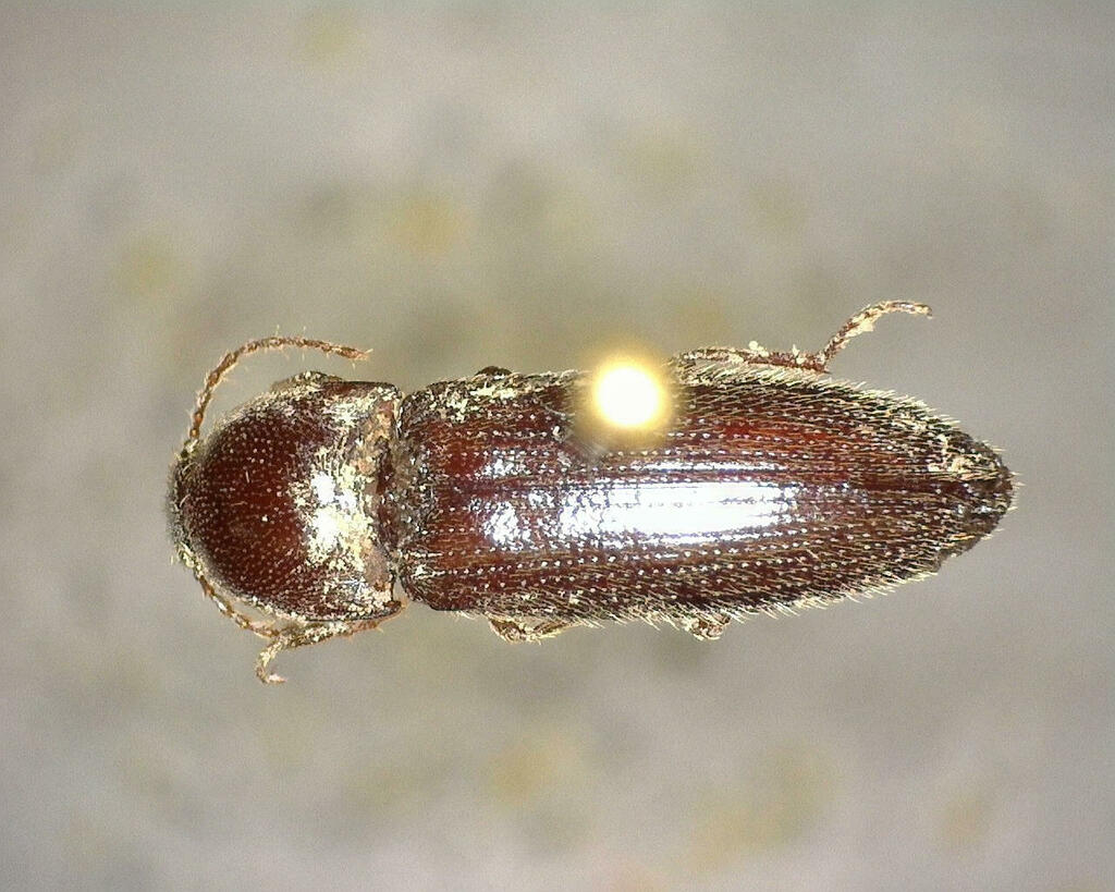 Click Beetles from Kimble County, TX, USA on April 26, 2023 at 03:07 PM ...