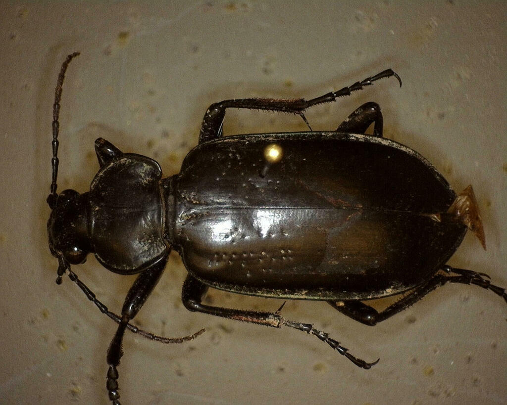 Calosoma macrum from Kimble County, TX, USA on April 26, 2023 at 03:07 ...