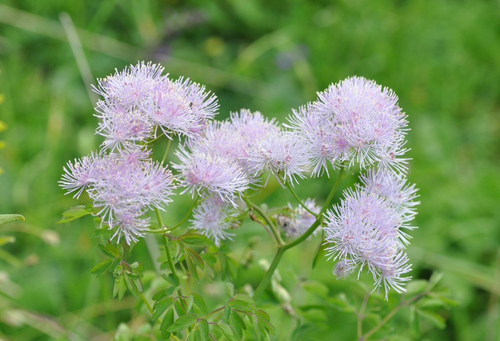 French meadow-rue from Province of Vicenza, Italy on June 11, 2023 at ...