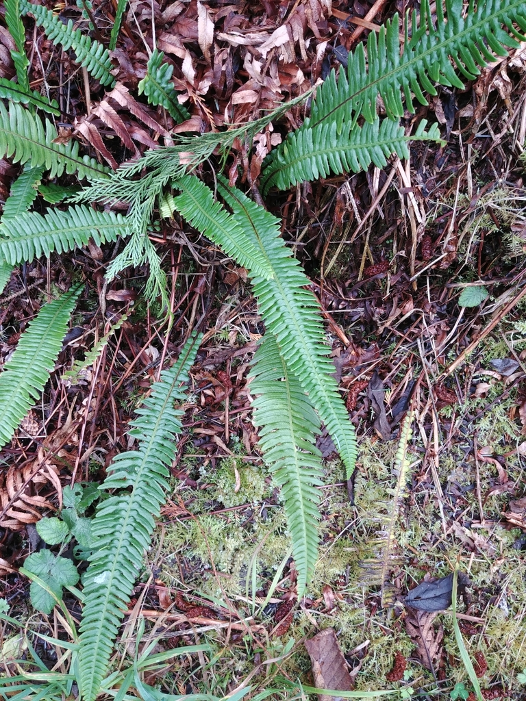 deer fern from Coos Bay, OR 97420, USA on October 14, 2023 at 01:22 PM ...