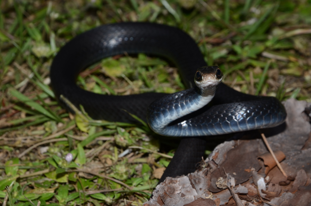 Southern Black Racer in December 2023 by Eoghan Irwin. Too many ...