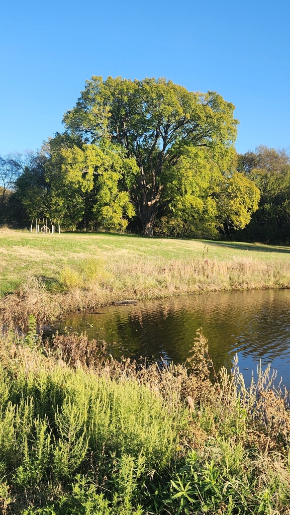 American elm from Van Alstyne, TX 75495, USA on November 4, 2023 at 05: ...