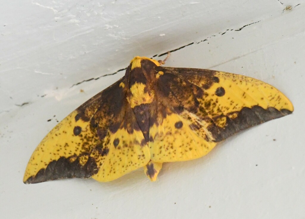 Imperial Moth from Tunapuna/Piarco Regional Corporation, Trinidad and ...