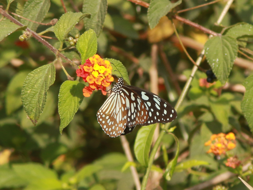 Blue Tiger from Baur Reservoir, Uttarakhand, India on April 17, 2023 at ...
