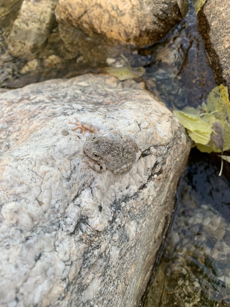 Canyon Tree Frog from Coronado National Forest, Tucson, AZ, US on April ...