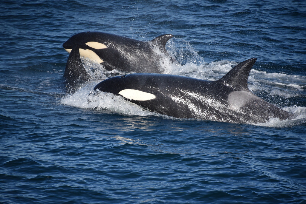 Orca from Monterey County, CA, USA on December 12, 2023 at 11:11 AM by ...