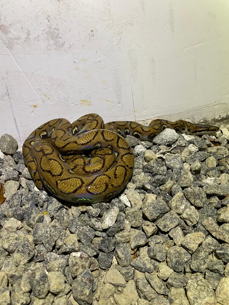 Western Rainbow Boa from Reserva Biológica de Duas Bocas - Estrada para ...