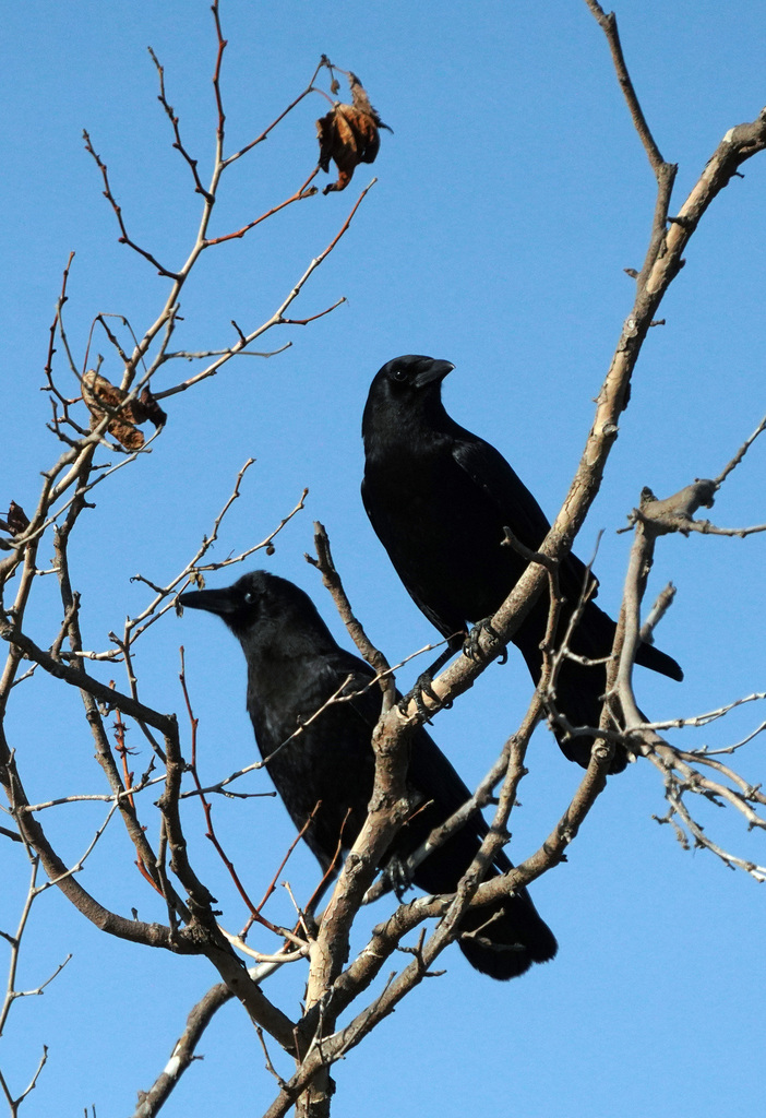 American Crow from Oakland, CA, USA on December 12, 2023 at 01:13 PM by ...