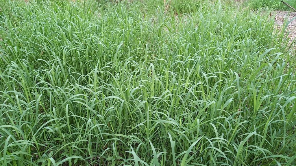 Native rice grass from D'Aguilar QLD 4514, Australia on December 13 ...