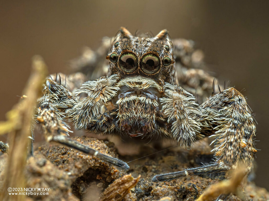 Dandy Spiders from Central Water Catchment, Singapore on December 9 ...