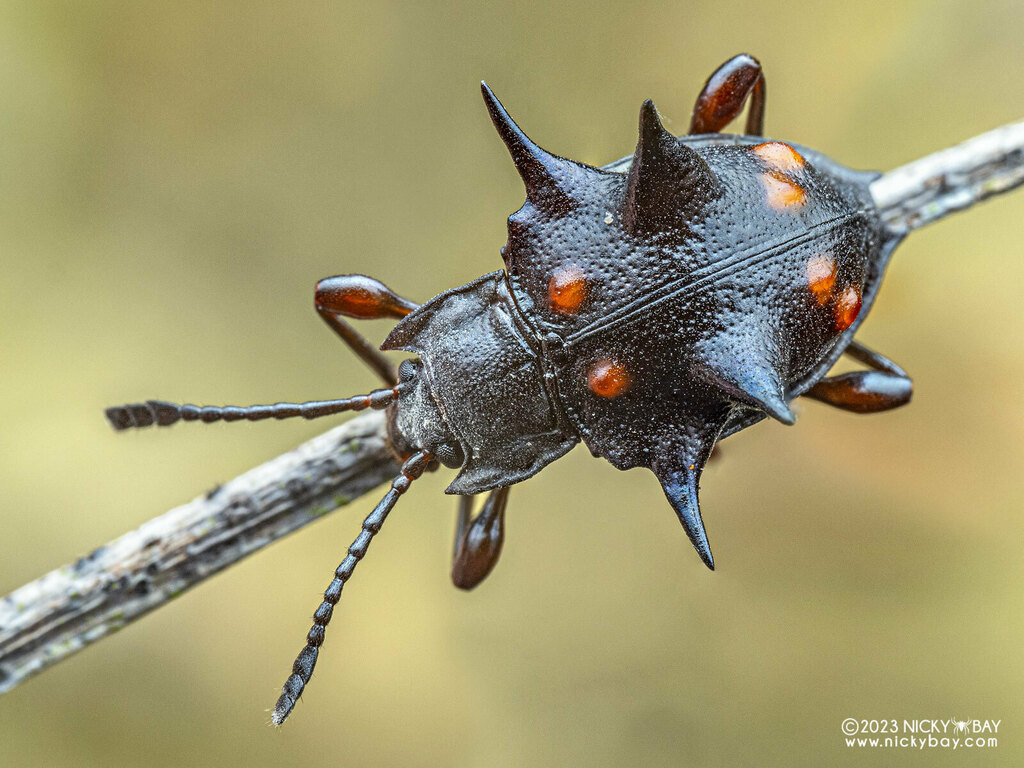 Cacodaemon hystricosus from Central Water Catchment, Singapore on ...