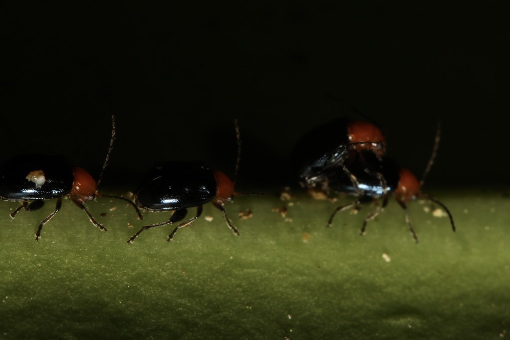 Skeletonizing Leaf and Flea Beetles from Puntarenas Province ...