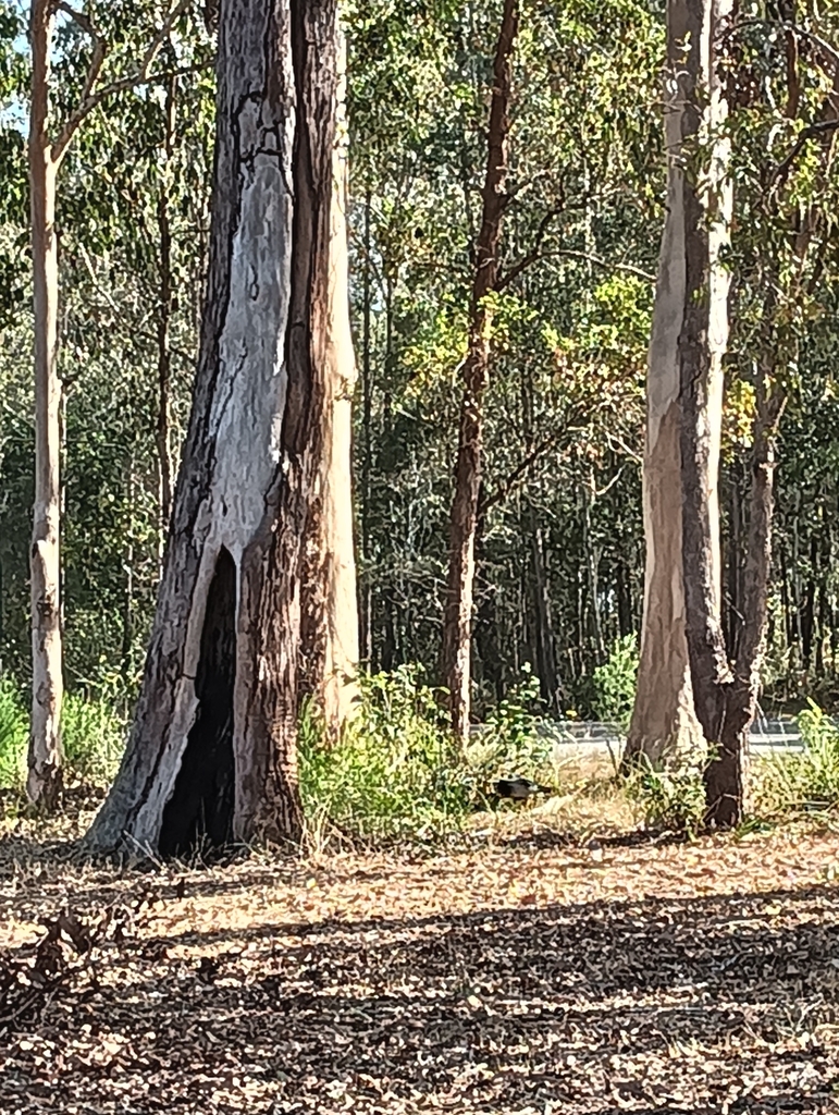 Something from Coolabah NSW 2831, Australia on October 2, 2023 at 03:42 ...
