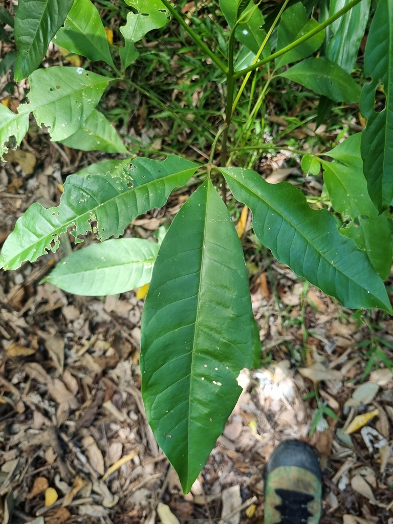 pink-flowered doughwood from Mooloolah Valley QLD 4553, Australia on ...