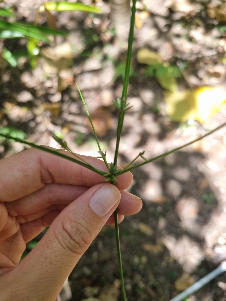Cyperus tetraphyllus from Mooloolah Valley QLD 4553, Australia on ...