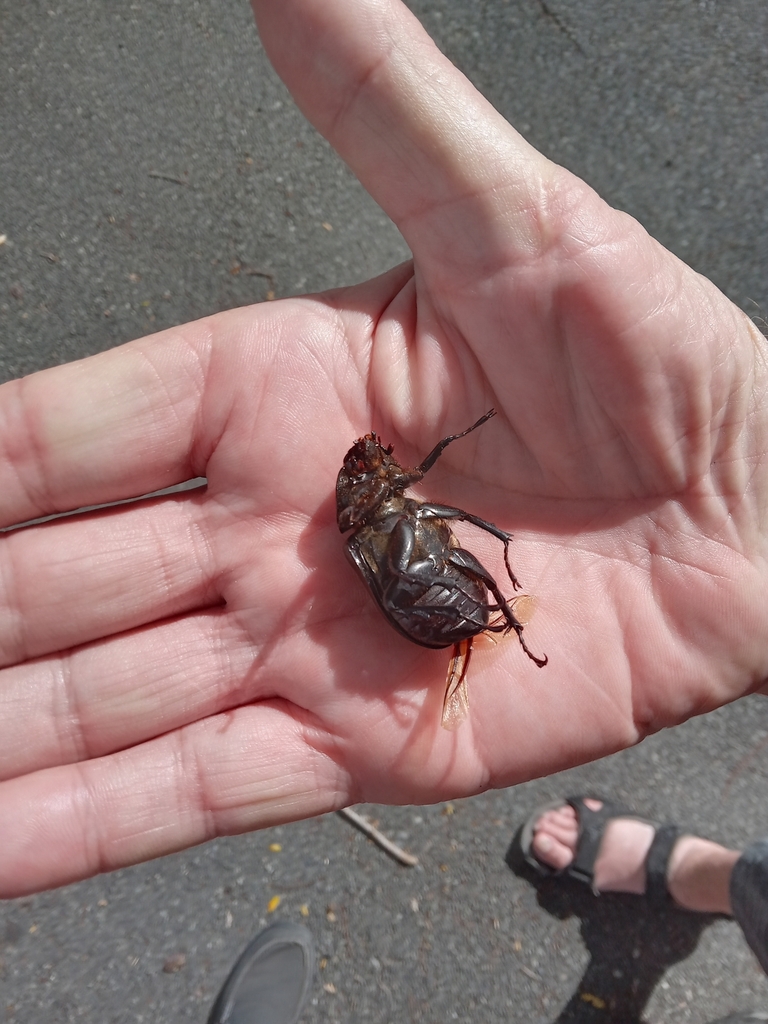 Australian Rhinoceros Beetle from Wooloowin QLD 4030, Australia on ...