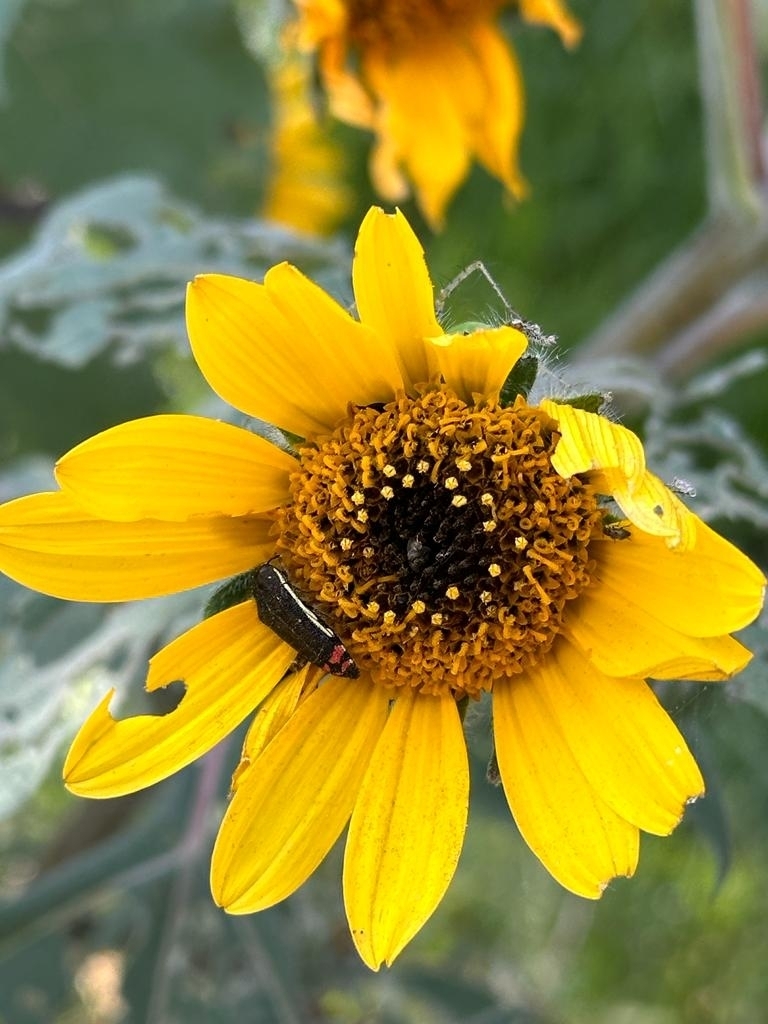 Yellow-margined Flower Buprestid from 58114, Ignacio Zaragoza, 58114 ...