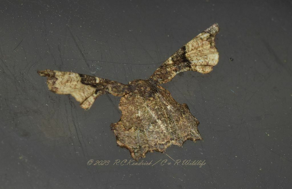 Monobolodes pernigrata from Nam Chung Valley, Hong Kong on December 10 ...