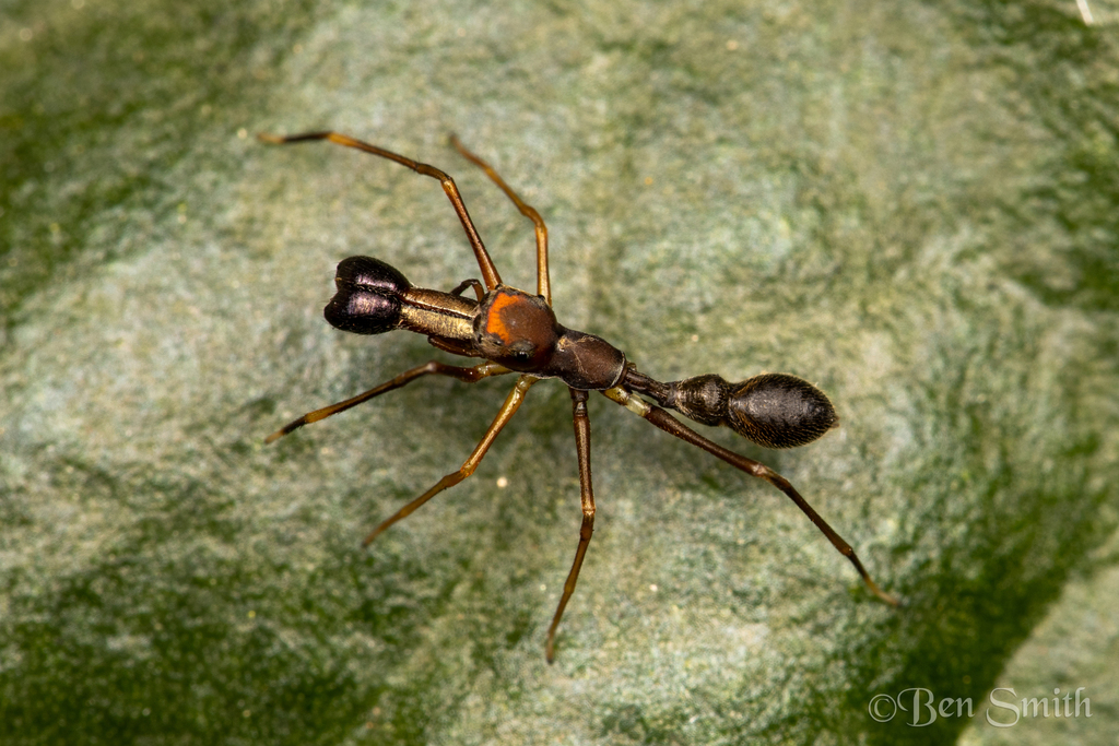 Red Weaver Ant-mimicking Spider from Sri Lanka on December 13, 2023 at ...