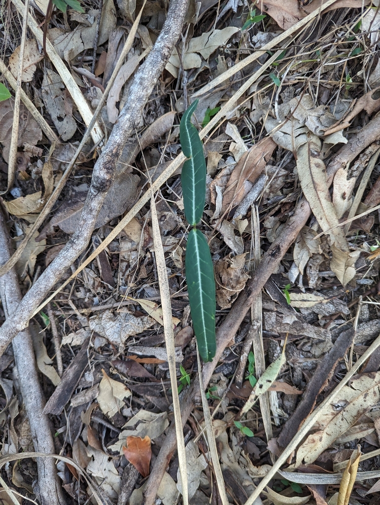 Something from Mount Mellum QLD 4550, Australia on December 12, 2023 at ...