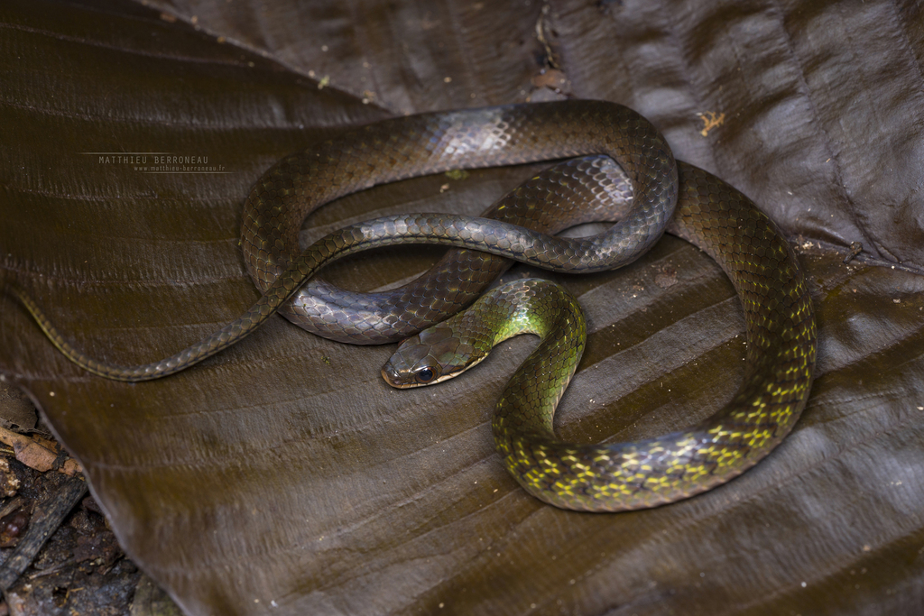 Royal Ground Snake in November 2023 by Matthieu Berroneau. Royal Ground ...