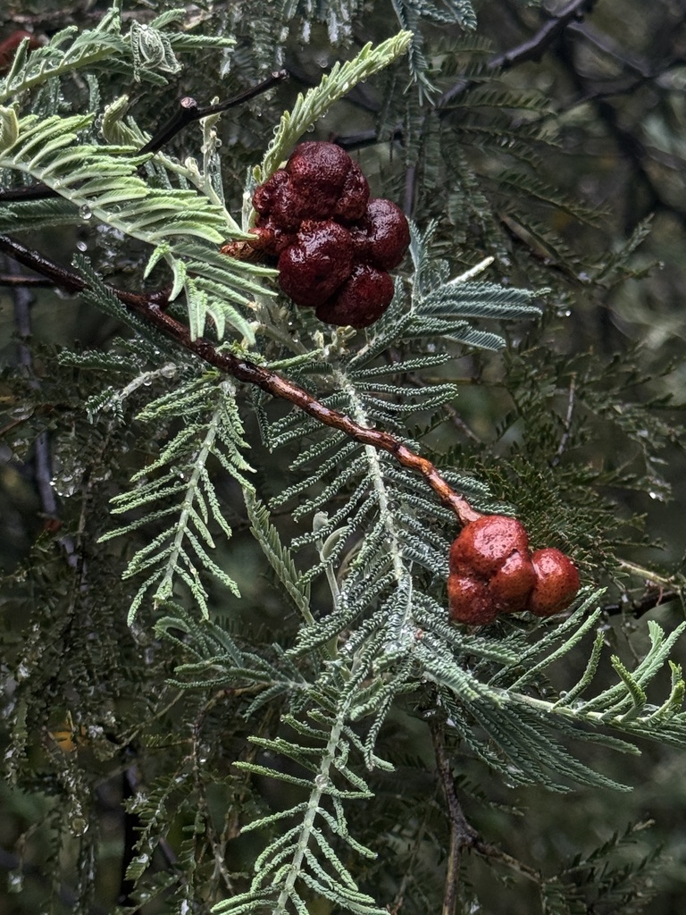 Silver wattle from Tasmania, Roger River, TAS, AU on December 13, 2023 ...