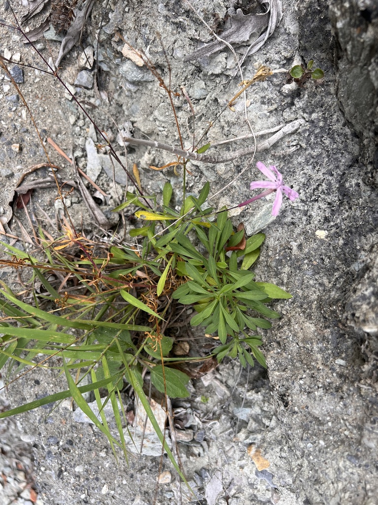 Silene fissipetala from 太魯閣國家公園, 秀林鄉, HUA, TW on December 13, 2023 at ...
