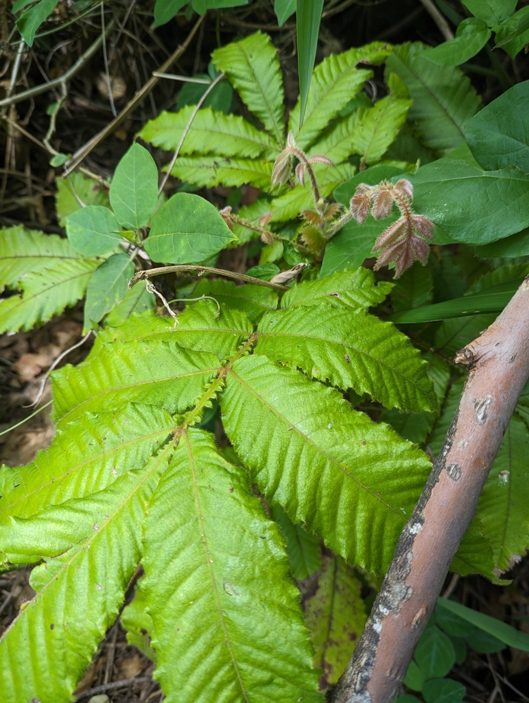 ooray from Mount Mellum QLD 4550, Australia on December 13, 2023 at 12: ...