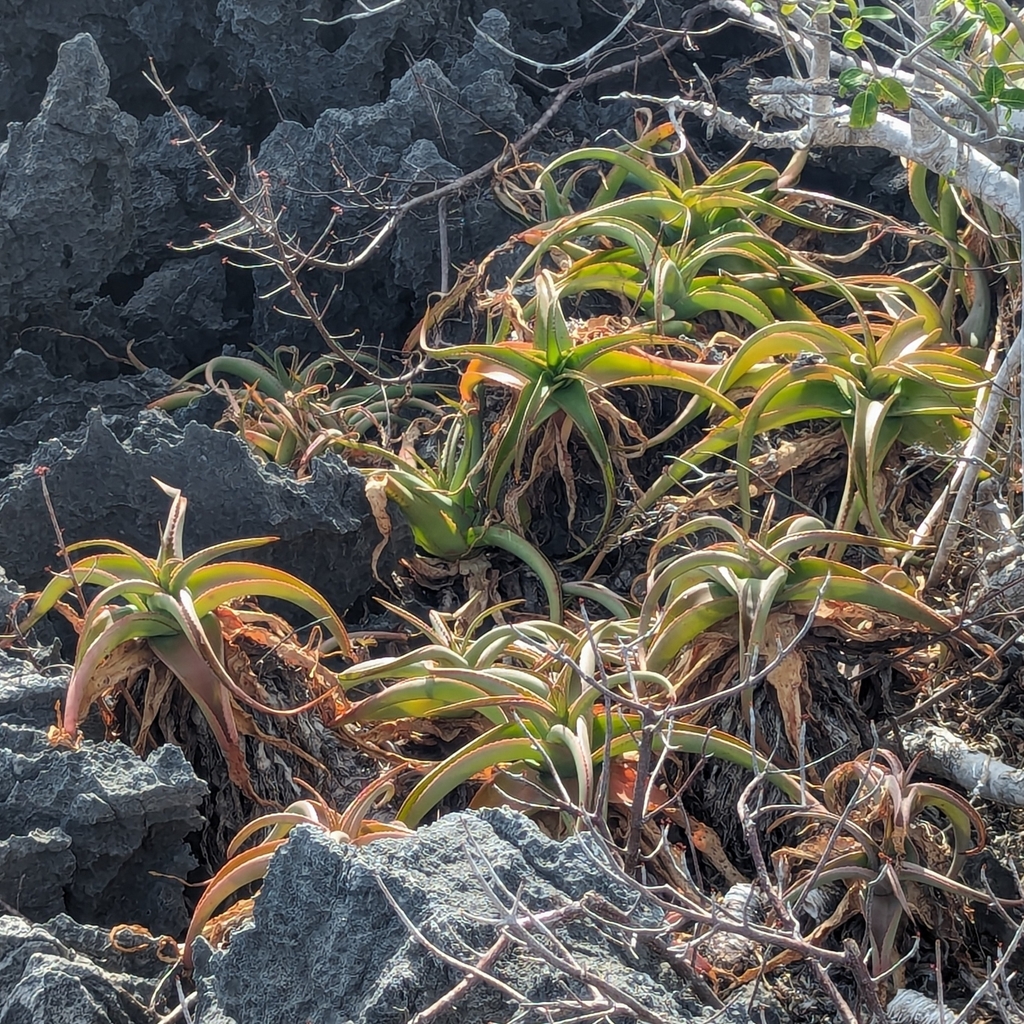 Aloe suarezensis from Mahatsinjo, Madagascar on December 13, 2023 at 08 ...
