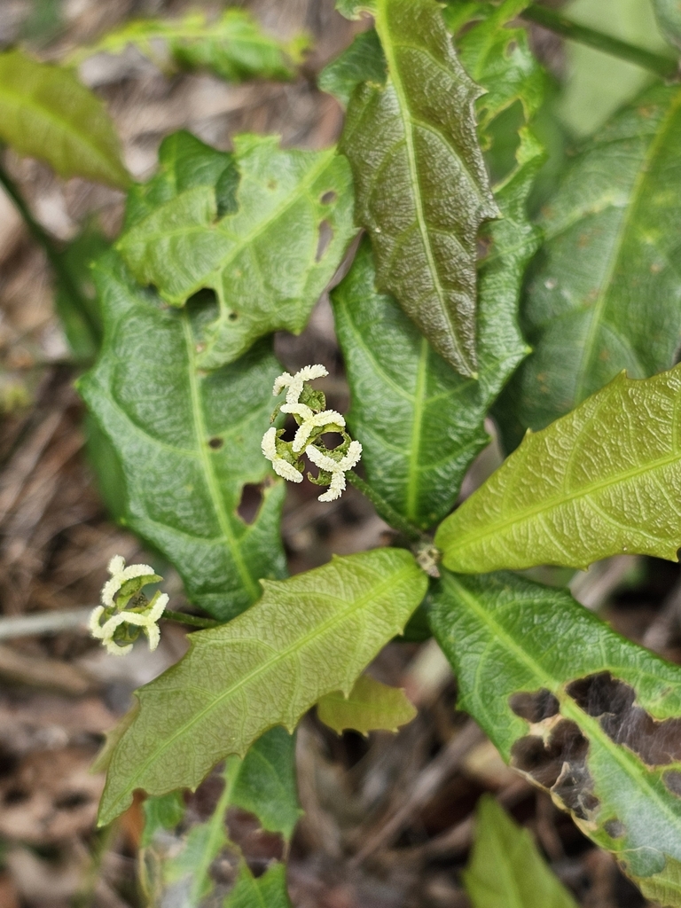 Mallotus megadontus from Oxenford-Maudsland, AU-QL, AU on December 13 ...