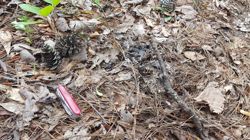North American River Otter from Elmore County, AL, USA on May 2, 2021 ...