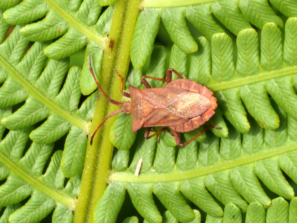 Dock Bug from Kussharogenya, Teshikaga, Kawakami District, Hokkaido 088 ...
