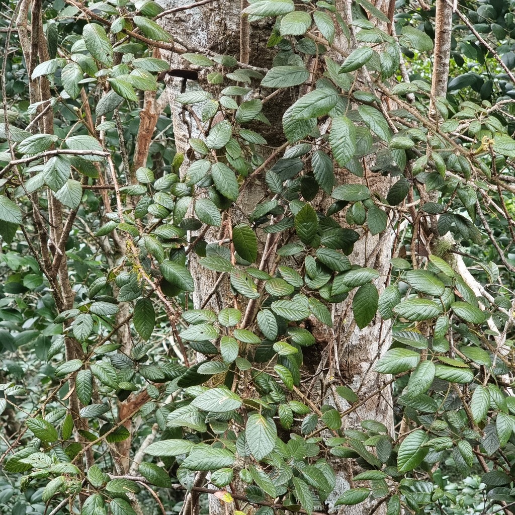 Rubus moorei from O'Reilly QLD 4275, Australia on November 26, 2023 at ...