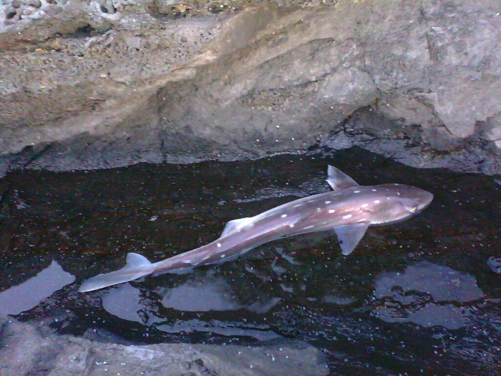White-spotted Dogfish in September 2013 by Niko Mandl · iNaturalist