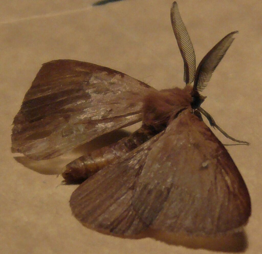 White Cedar Moth from Watsonville QLD 4887, Australia on December 14 ...
