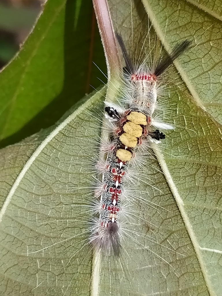 Brown Tussock Moth from X9RV+JX9, Parassinikadavu, Kerala 670563, India ...