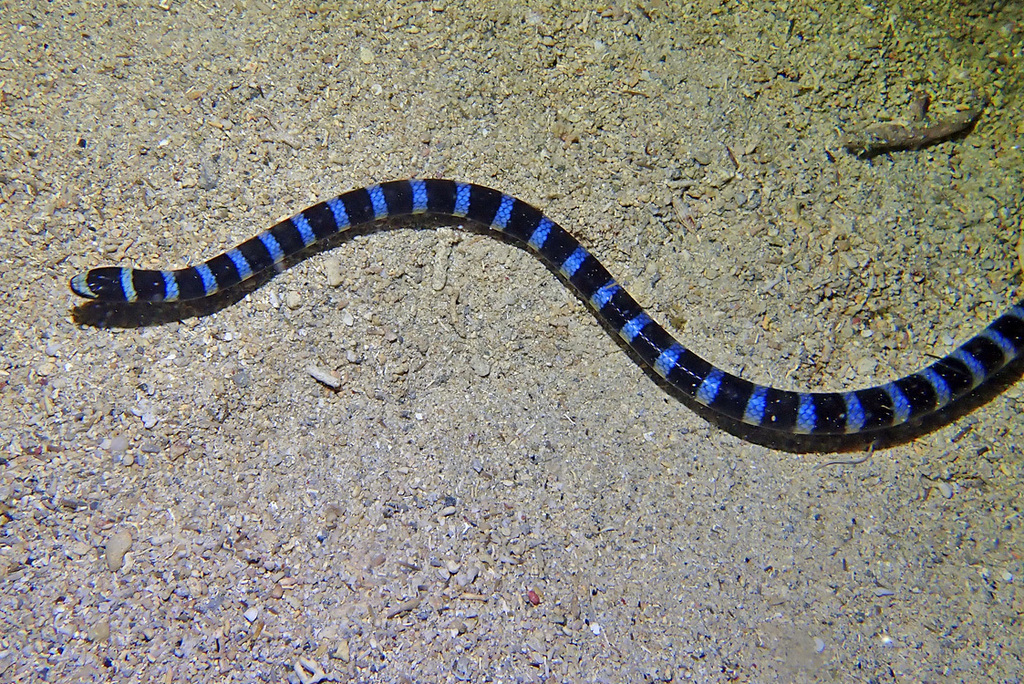 Brown-lipped Sea Krait in October 2023 by Carol Kwok. 黑唇青斑海蛇 Blue ...