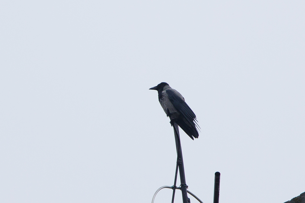 Hooded Crow from Gldani I Micro-District, Tbilisi, Georgia on December ...